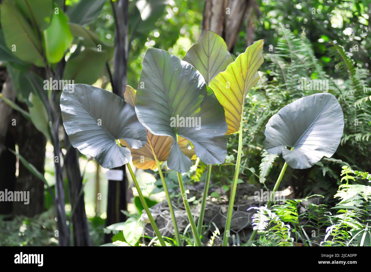 Alocasia Regal Shield ,Alocasia plant in the garden Stock Photo - Alamy