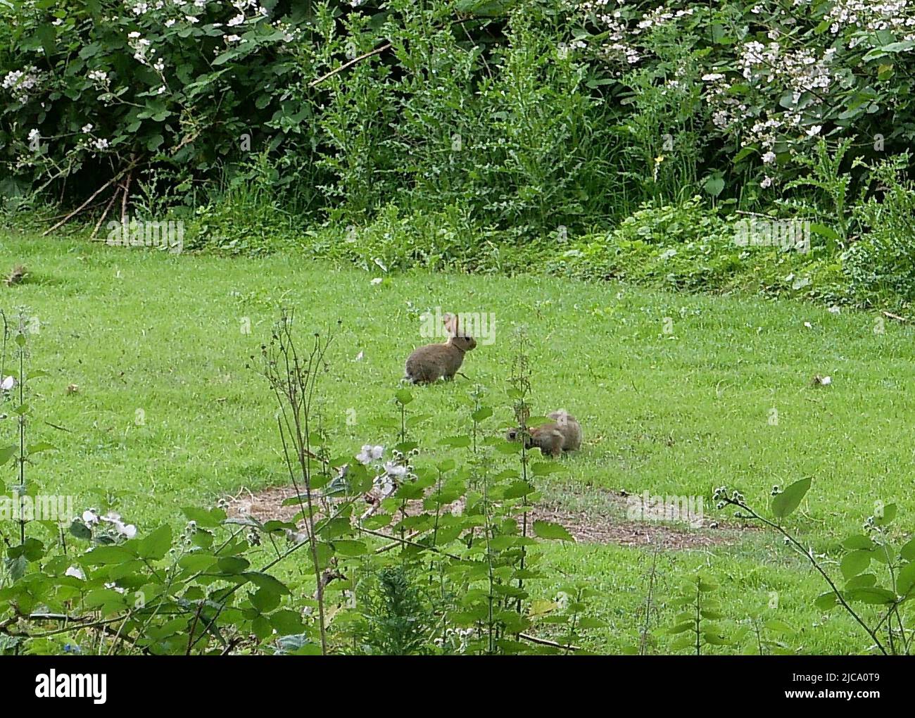 Situated between the River Colne and Frays River, Little Britain Lake ...