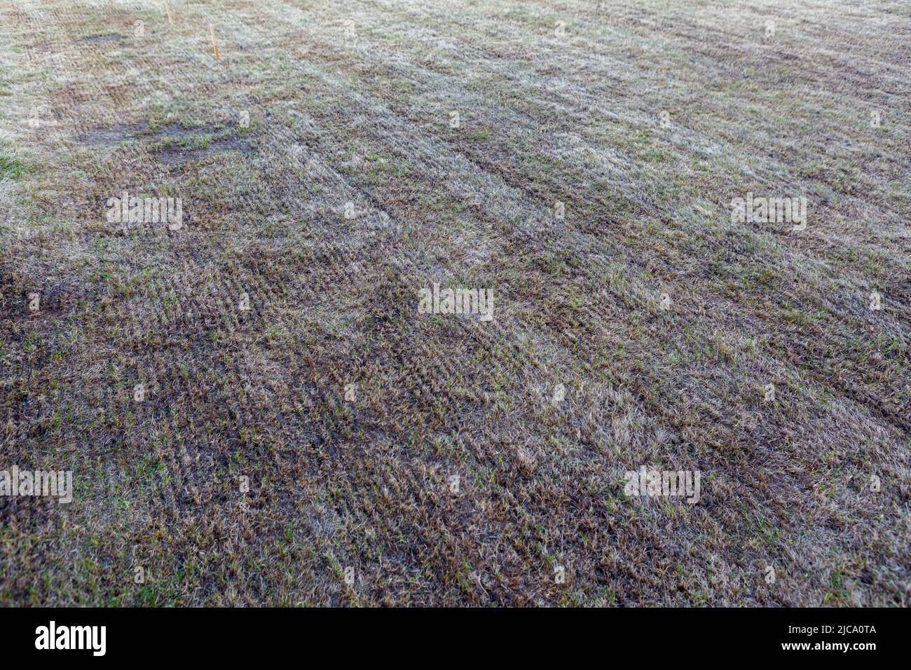 Footprints on the lawn after aeration Stock Photo - Alamy