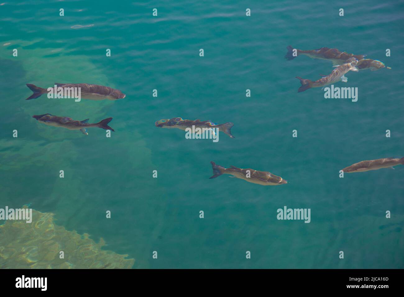 February 03 2022 Puerto de Mogan Canary Island , fish seen in the clean ...