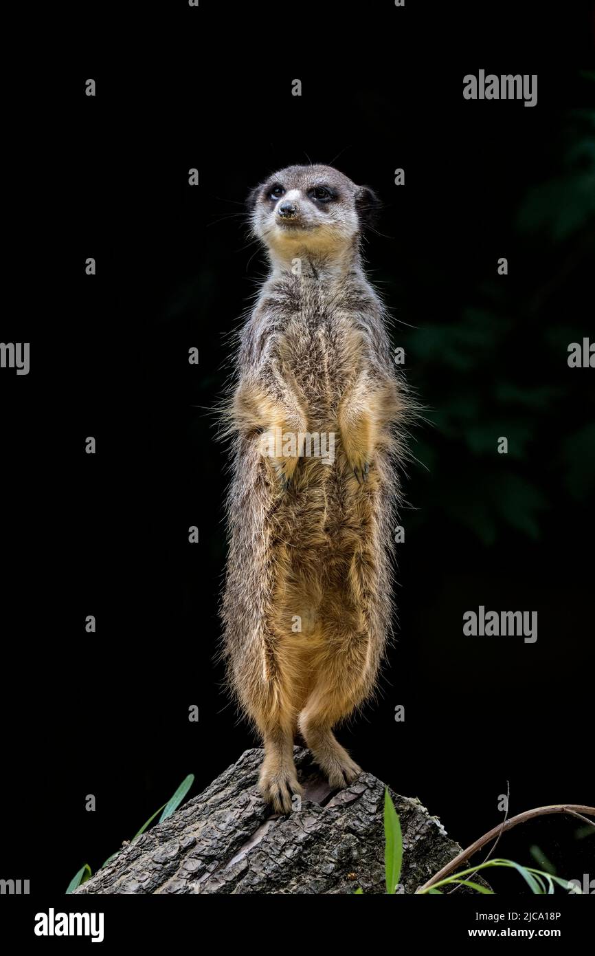 Meerkat / suricate (Suricata suricatta) sentinel standing upright ...