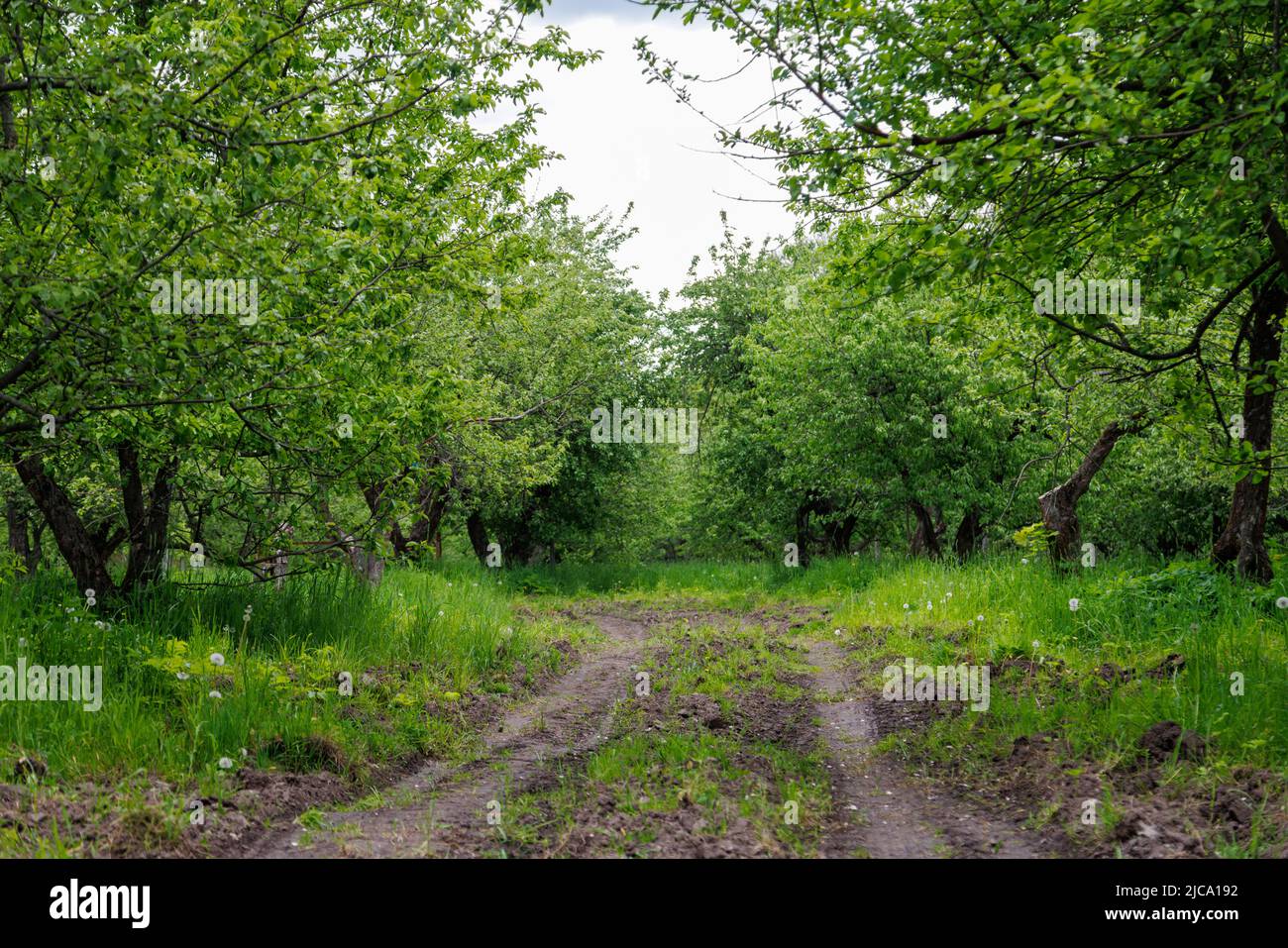 dirt road in summer apple garden at day light Stock Photo - Alamy