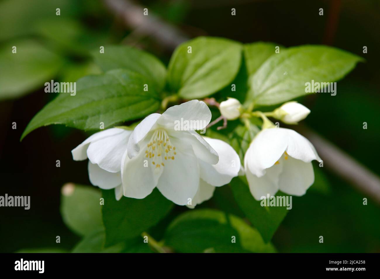 Pretty blossoms of jasmine in the garden in early summer Stock Photo ...
