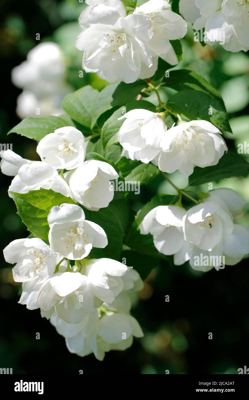 Jasmine hedge hi-res stock photography and images - Alamy
