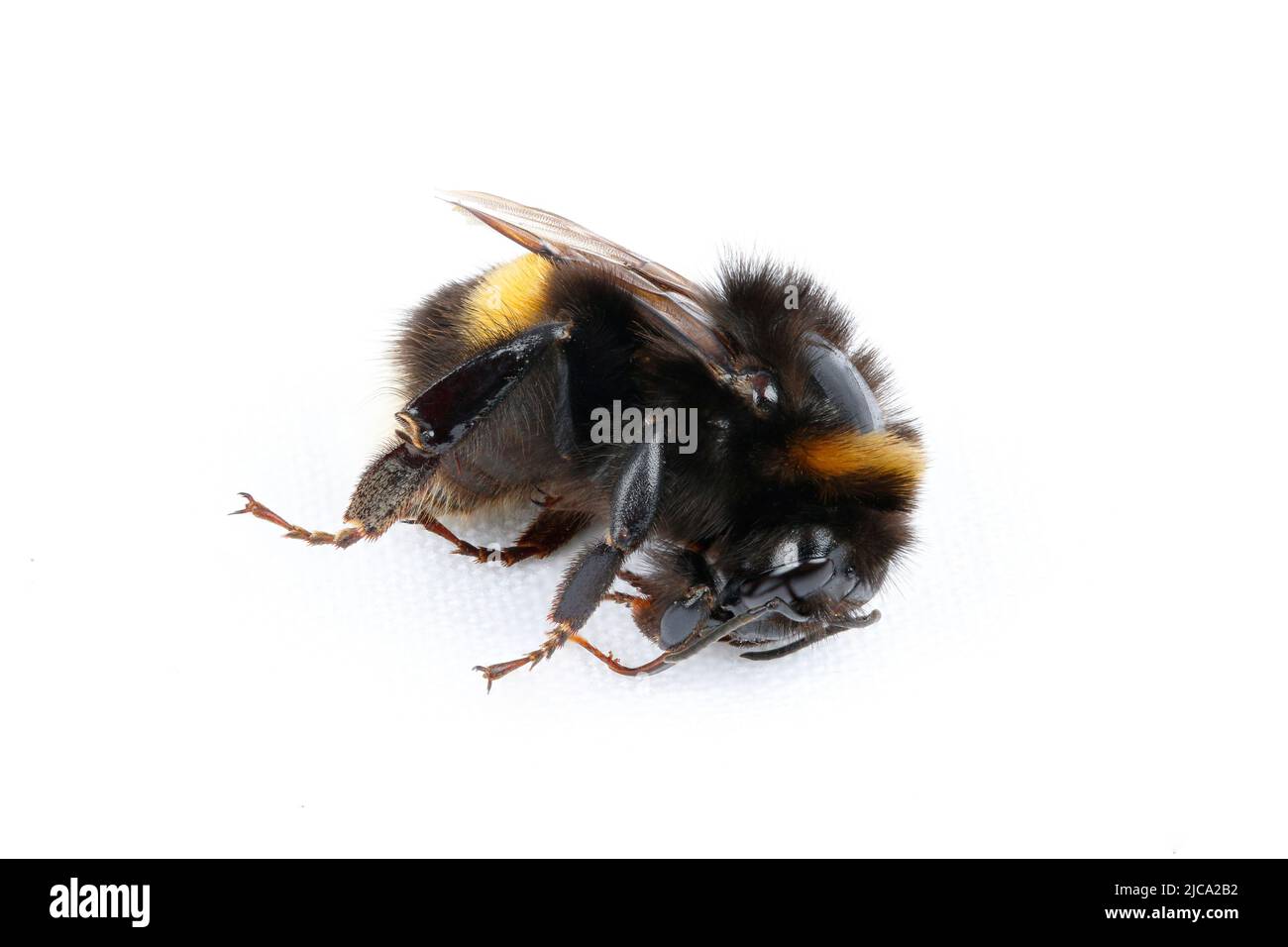 The fragile body of a bumblebee isolated on white background Stock ...