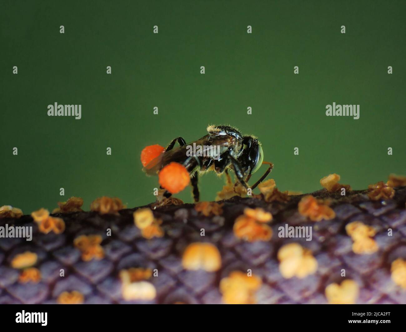close-up of insects around the garden Stock Photo - Alamy
