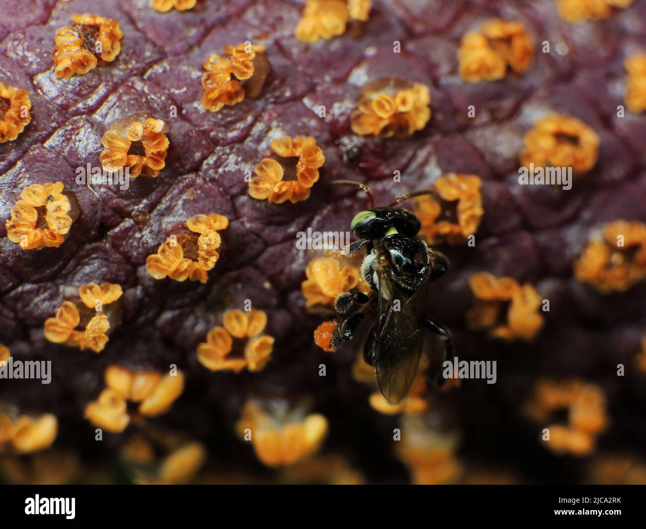 close-up of insects around the garden Stock Photo - Alamy