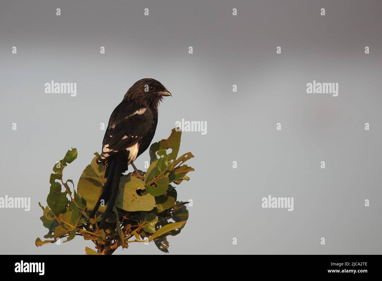 Schachwürger / Long-tailed shrike - Magpie shrike / Lanius schach Stock Photo - Alamy