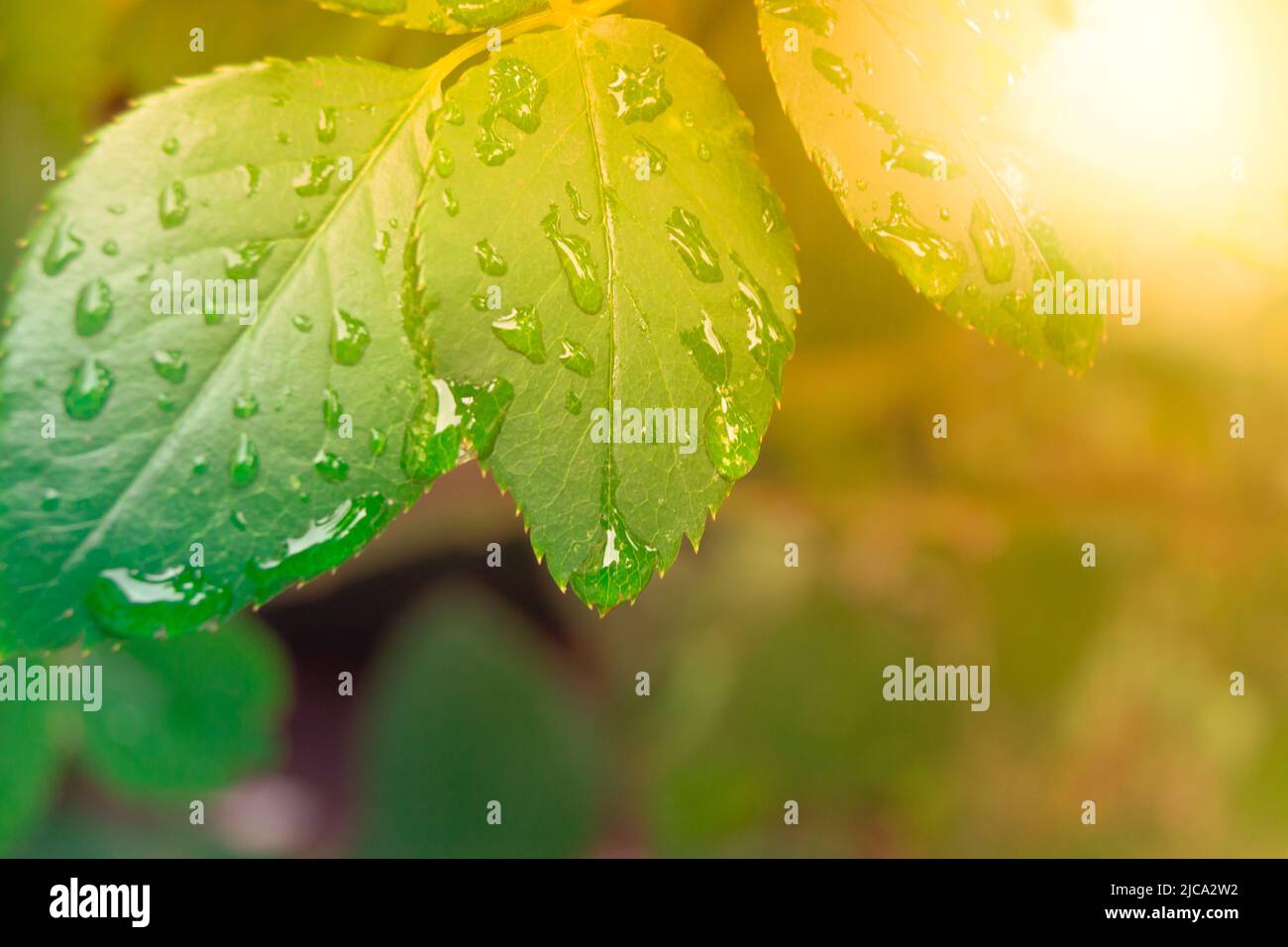 Dew drops on a leaves with sunlight. Natural spring and summer ...