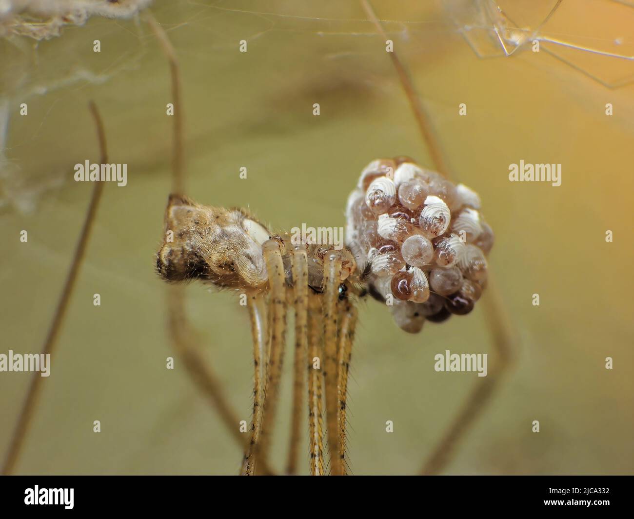 close-up of insects around the garden Stock Photo - Alamy