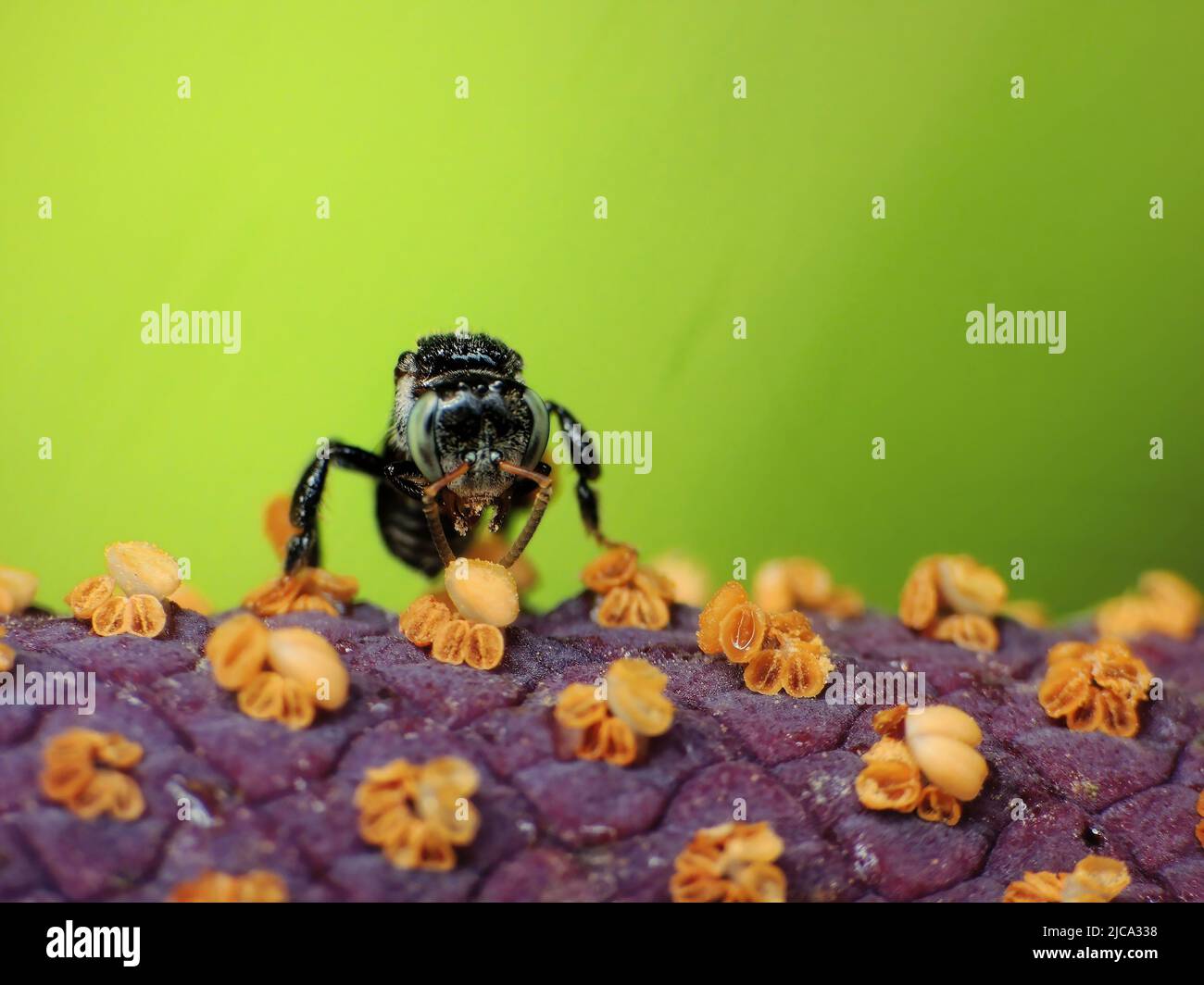 Insects buzzing around hi-res stock photography and images - Alamy