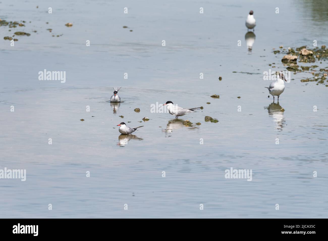 Common Terns (Sterna hirundo) bathing Stock Photo - Alamy