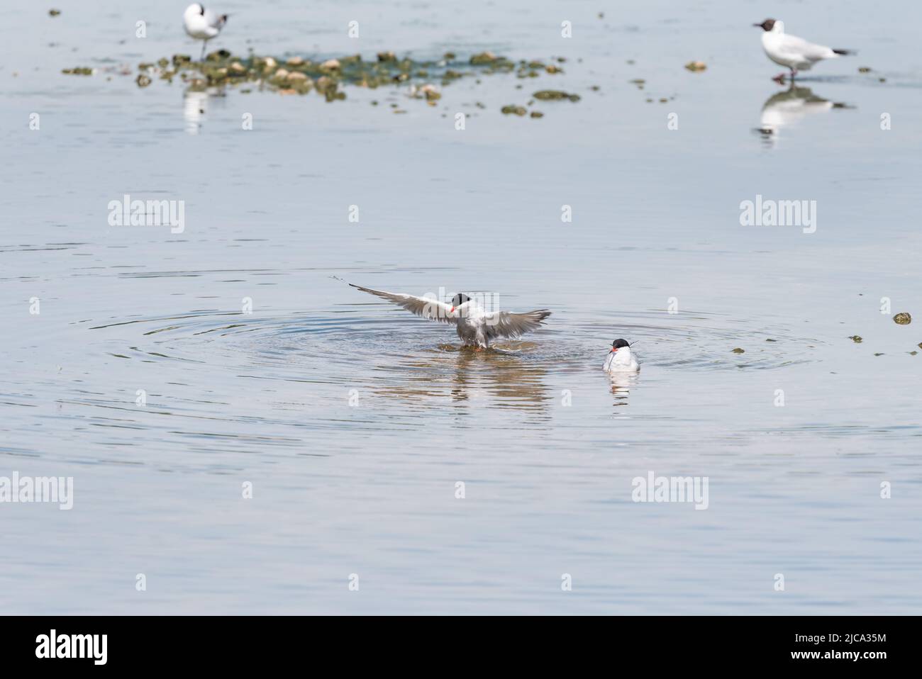 Common Terns (Sterna hirundo) bathing Stock Photo - Alamy
