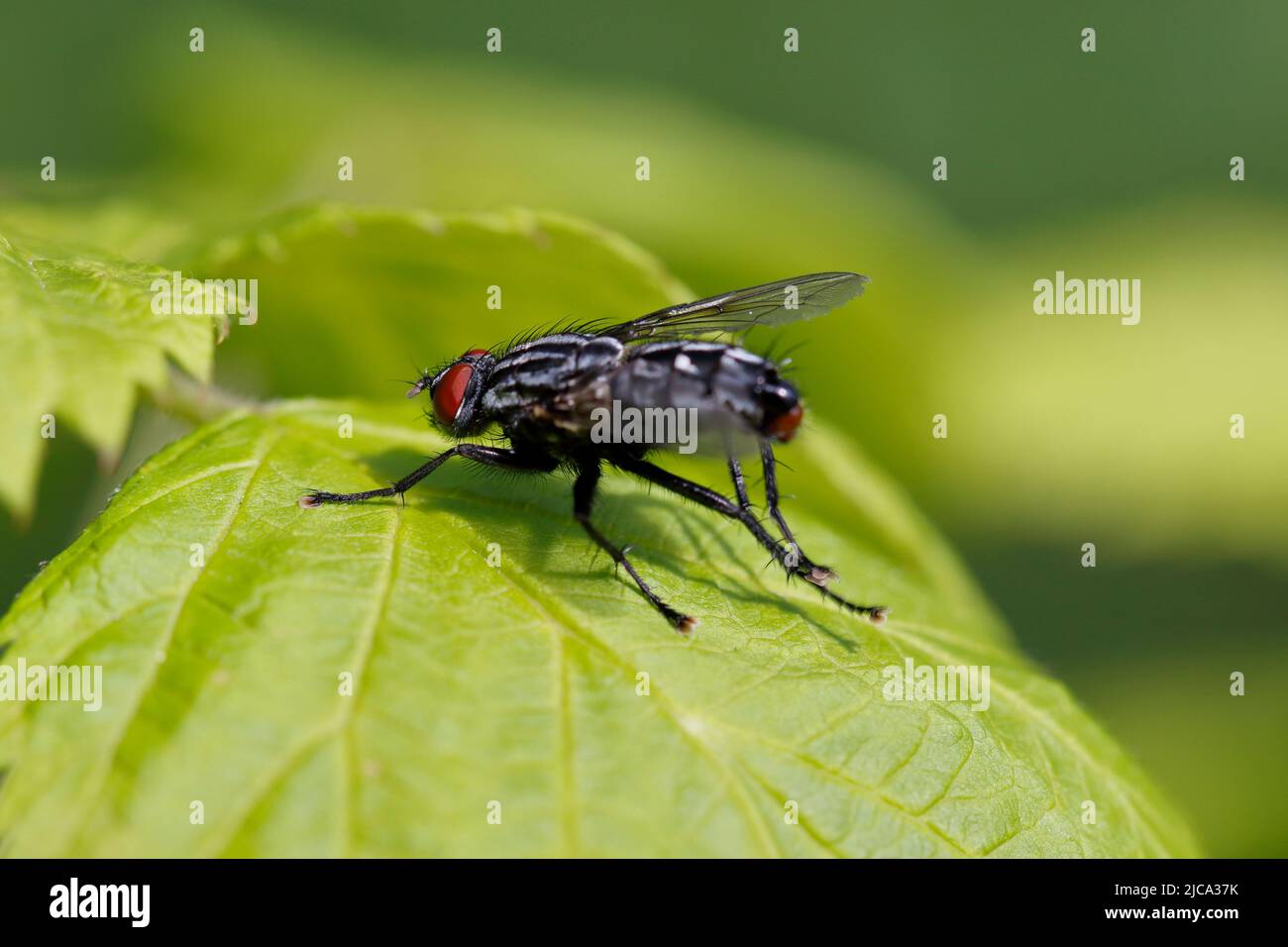A blowfly sits on a tree leave Stock Photo - Alamy