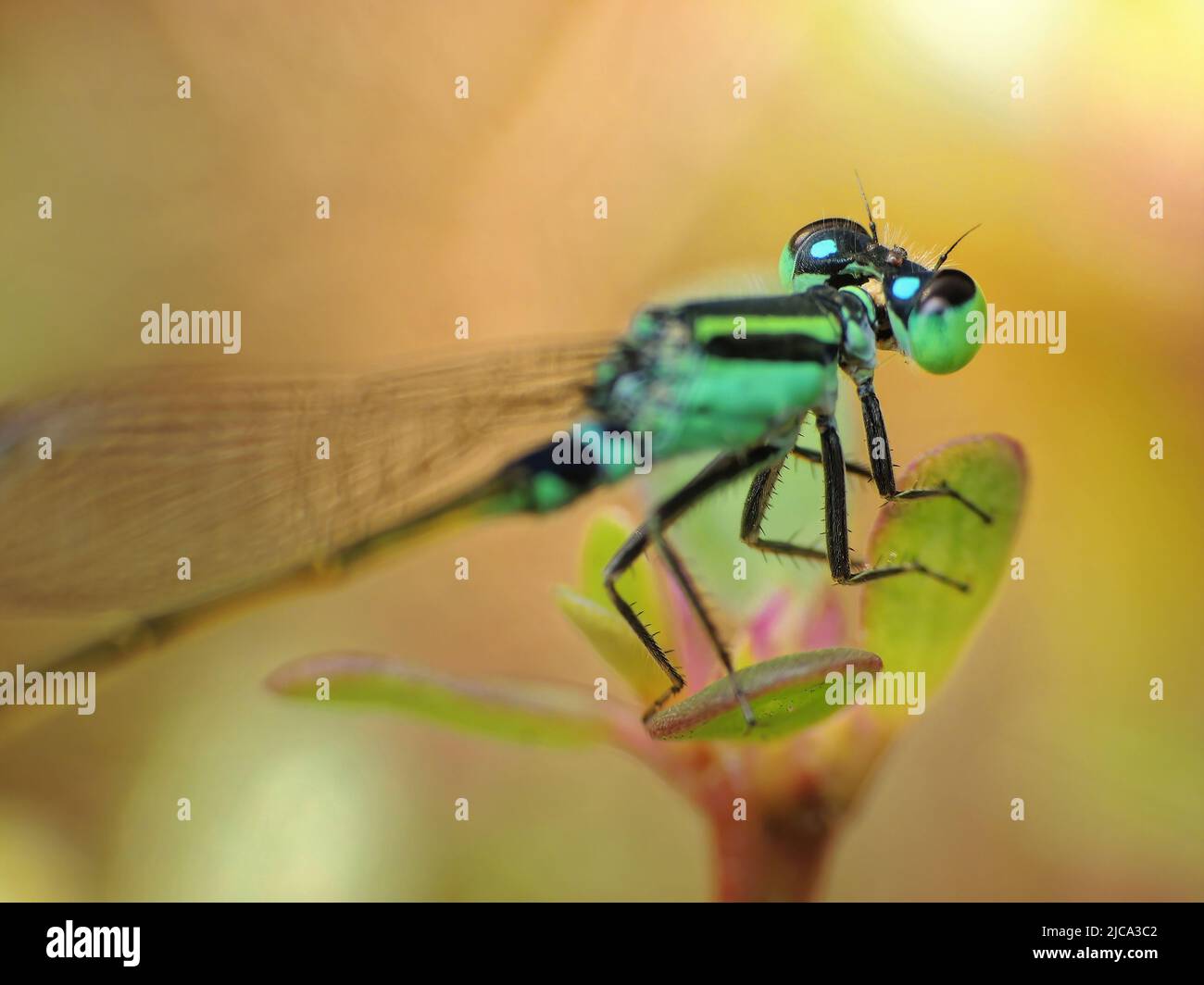 Insects buzzing around hi-res stock photography and images - Alamy