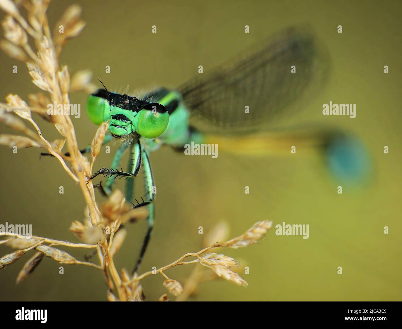 Insects buzzing around hi-res stock photography and images - Alamy