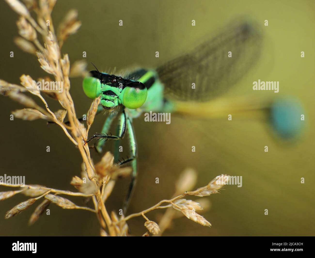 Insects buzzing around hi-res stock photography and images - Alamy
