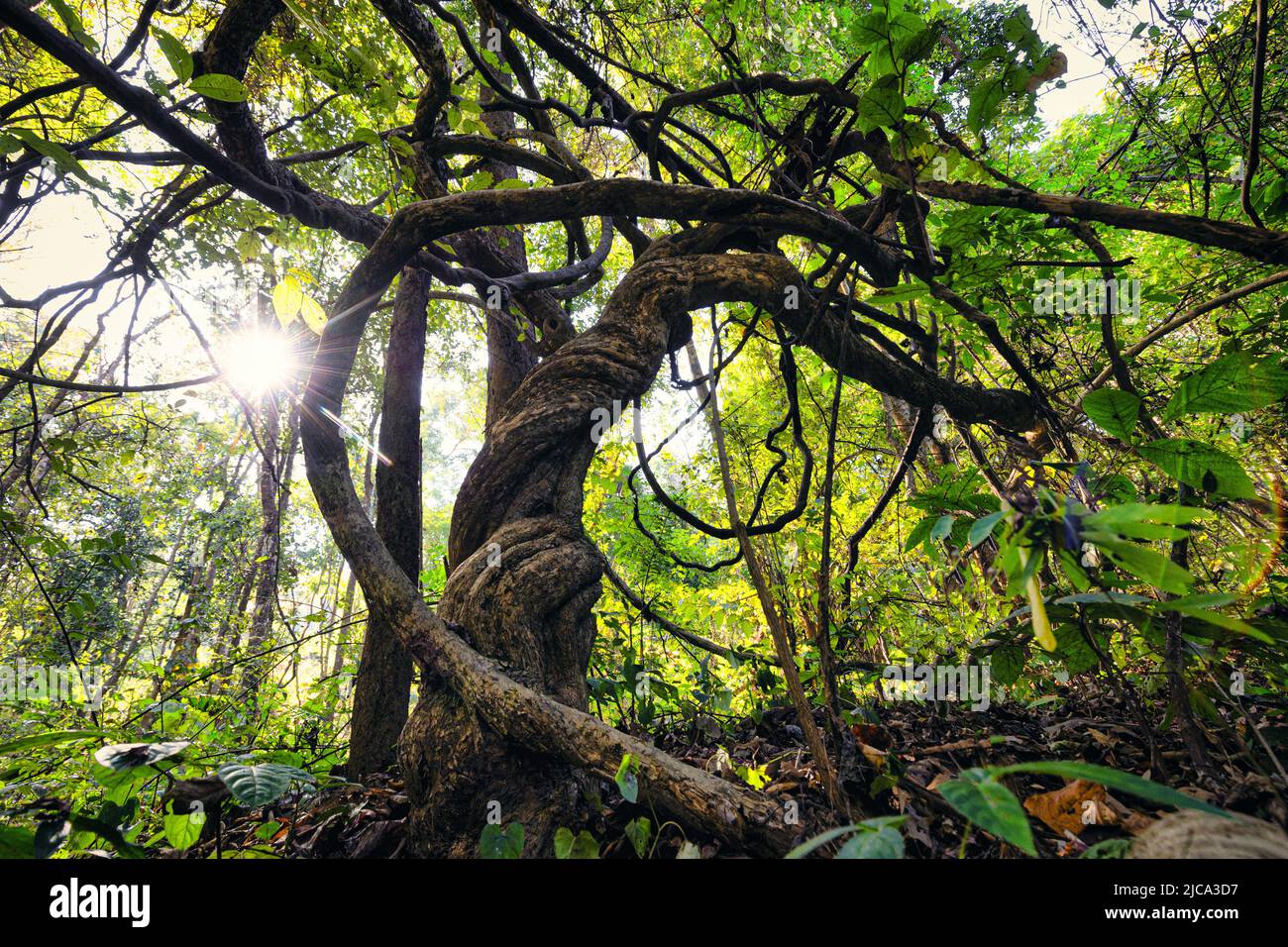 Huge twisted tropical vines growing in the northen forest of Thailand ...