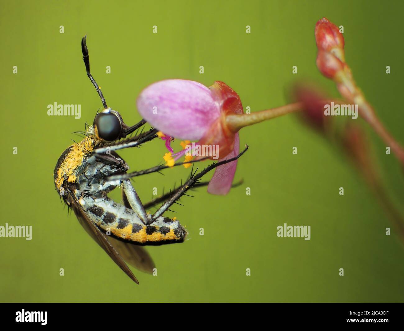 Insects buzzing around hi-res stock photography and images - Alamy