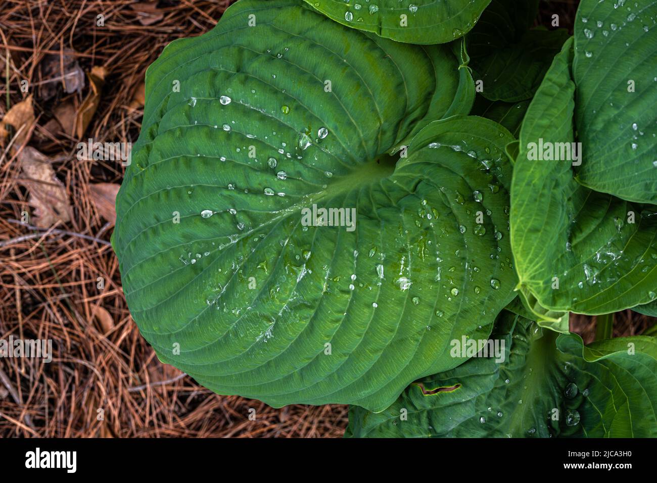 Leaves of Hosta Cultivar 'Amos' in Spring Stock Photo - Alamy