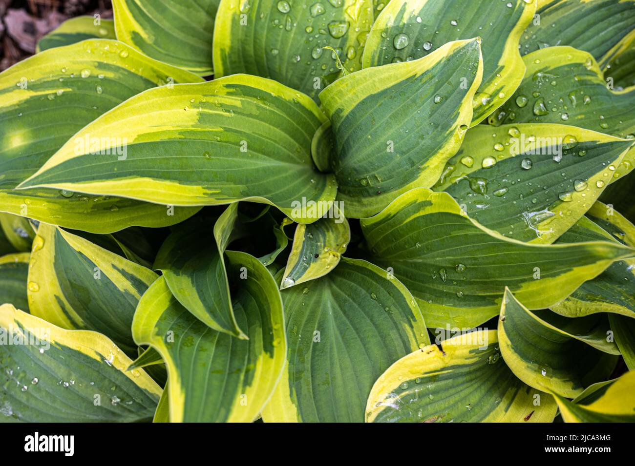 Leaves of Hosta Cultivar 'Wolverine' in Spring Stock Photo - Alamy