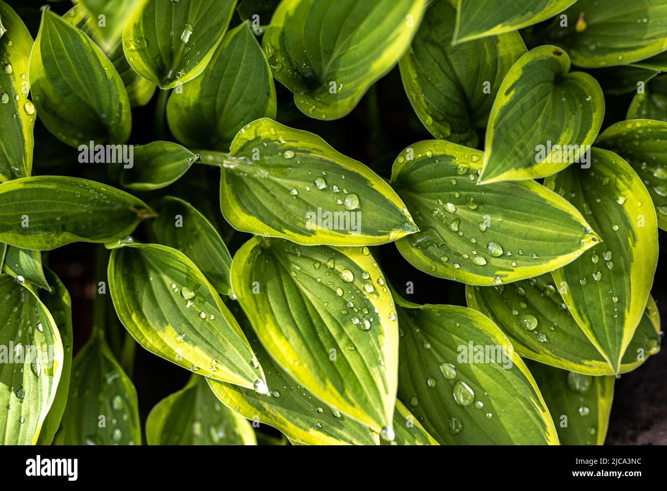 Leaves of Hosta Cultivar 'Hush Puppy' in Spring Stock Photo - Alamy