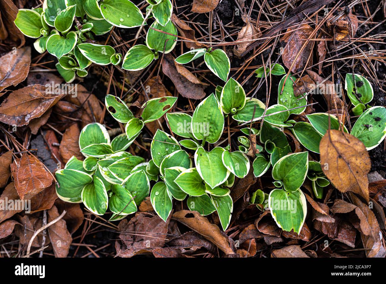 Leaves of Hosta Cultivar 'Dixie Chic-a-dee' in Spring Stock Photo - Alamy