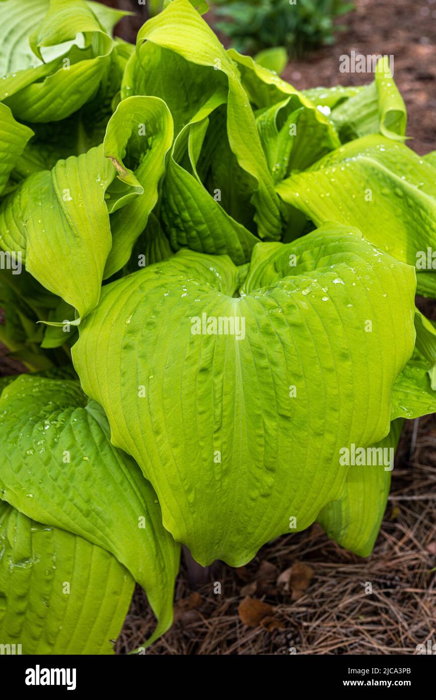 Leaves of Hosta Cultivar 'Golden Gate' in Spring Stock Photo - Alamy