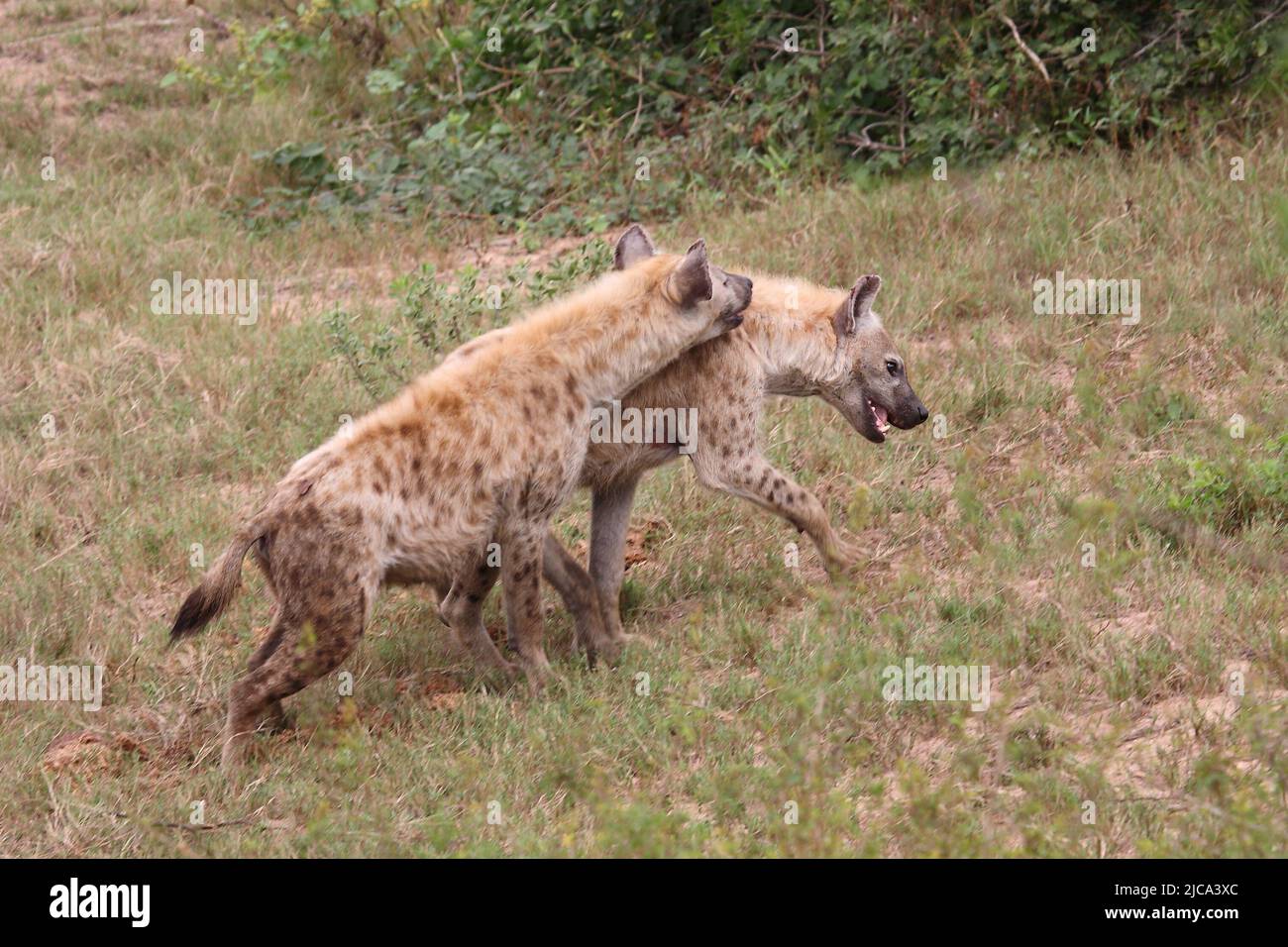 Tüpfelhyäne / Spotted hyaena / Crocuta crocuta Stock Photo - Alamy