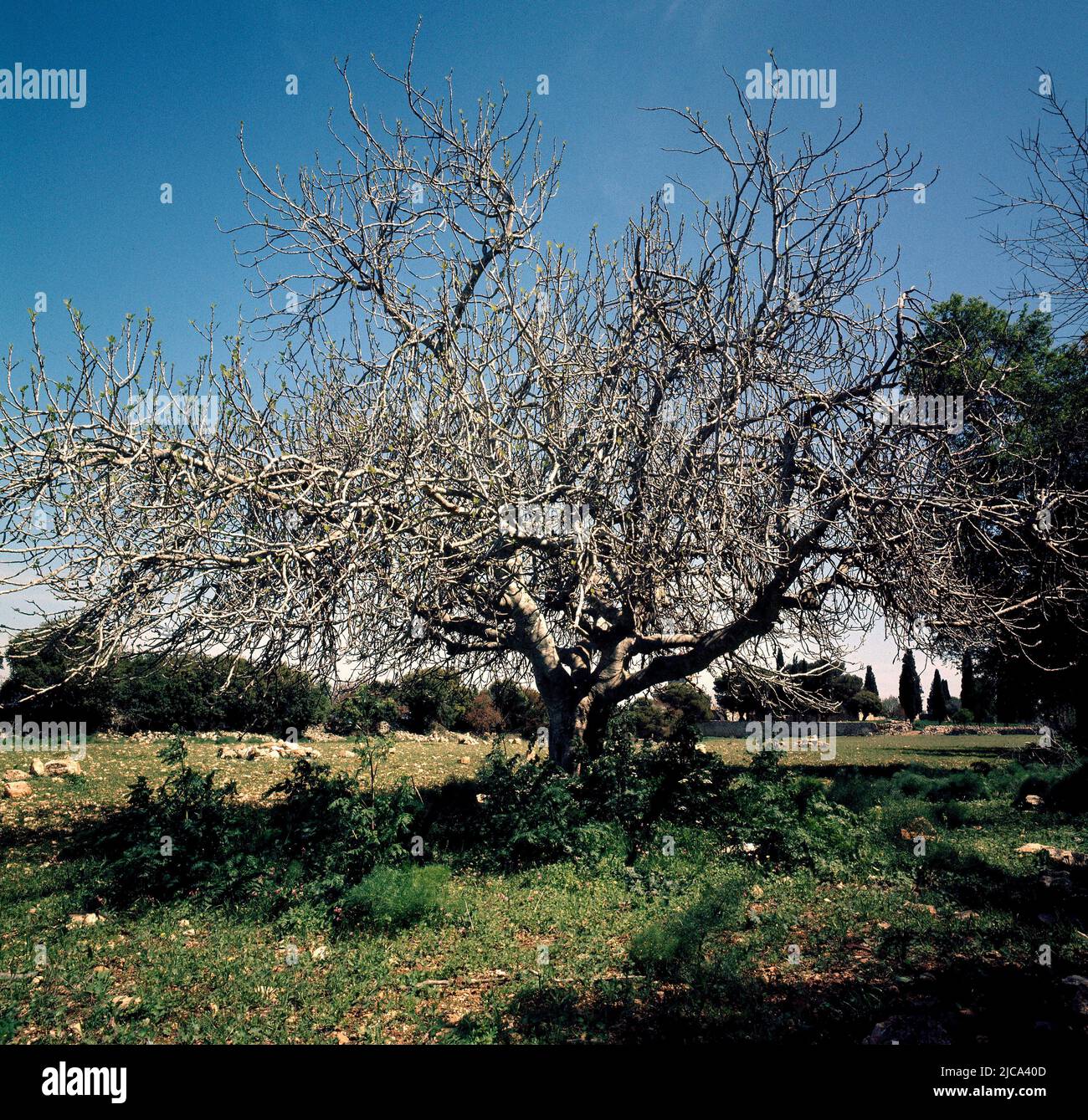 ARBOL EN EL MONTE TABOR - FOTO AÑOS 60. Location: VALLE DE ISRED ...
