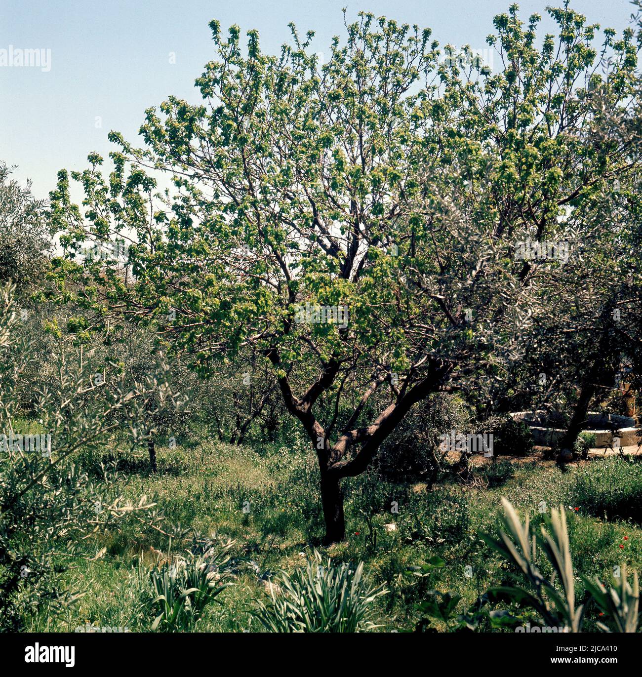 HIGUERA - FOTO AÑOS 60. Location: EXTERIOR. BETANIA. ISRAEL Stock Photo ...