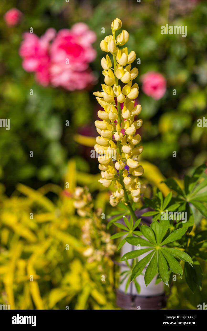 Perennials lupin lupins borders hi-res stock photography and images - Alamy