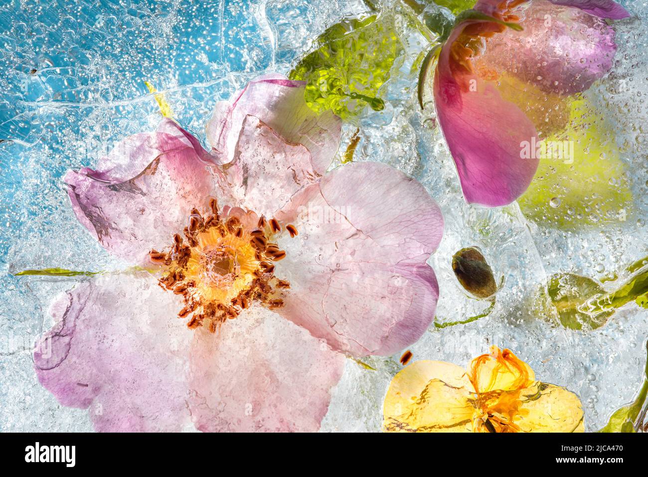 Abstract background of frozen multicolored flowers. Flowers in ice in ...