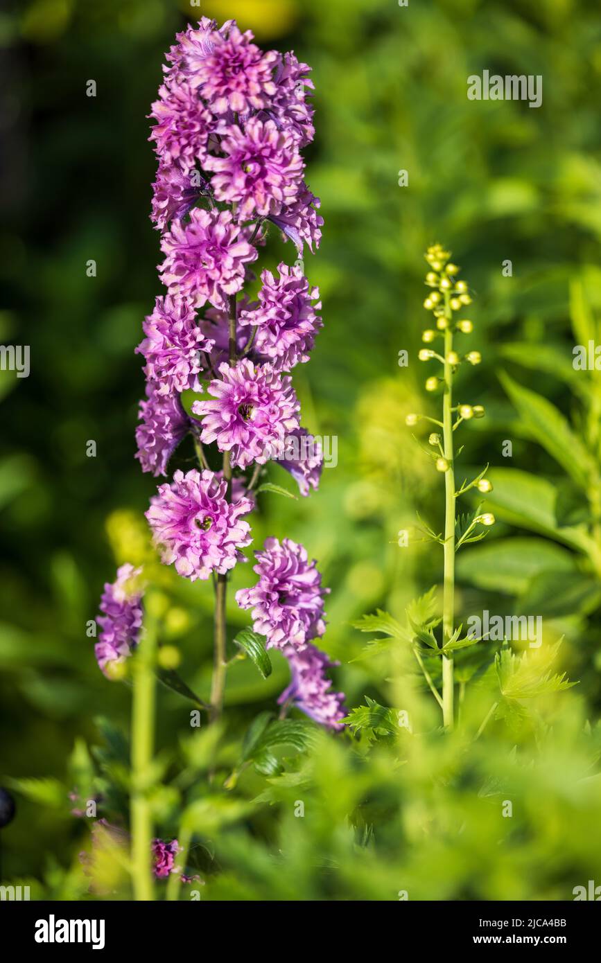 June summer garden delphinium blue hi-res stock photography and images - Alamy