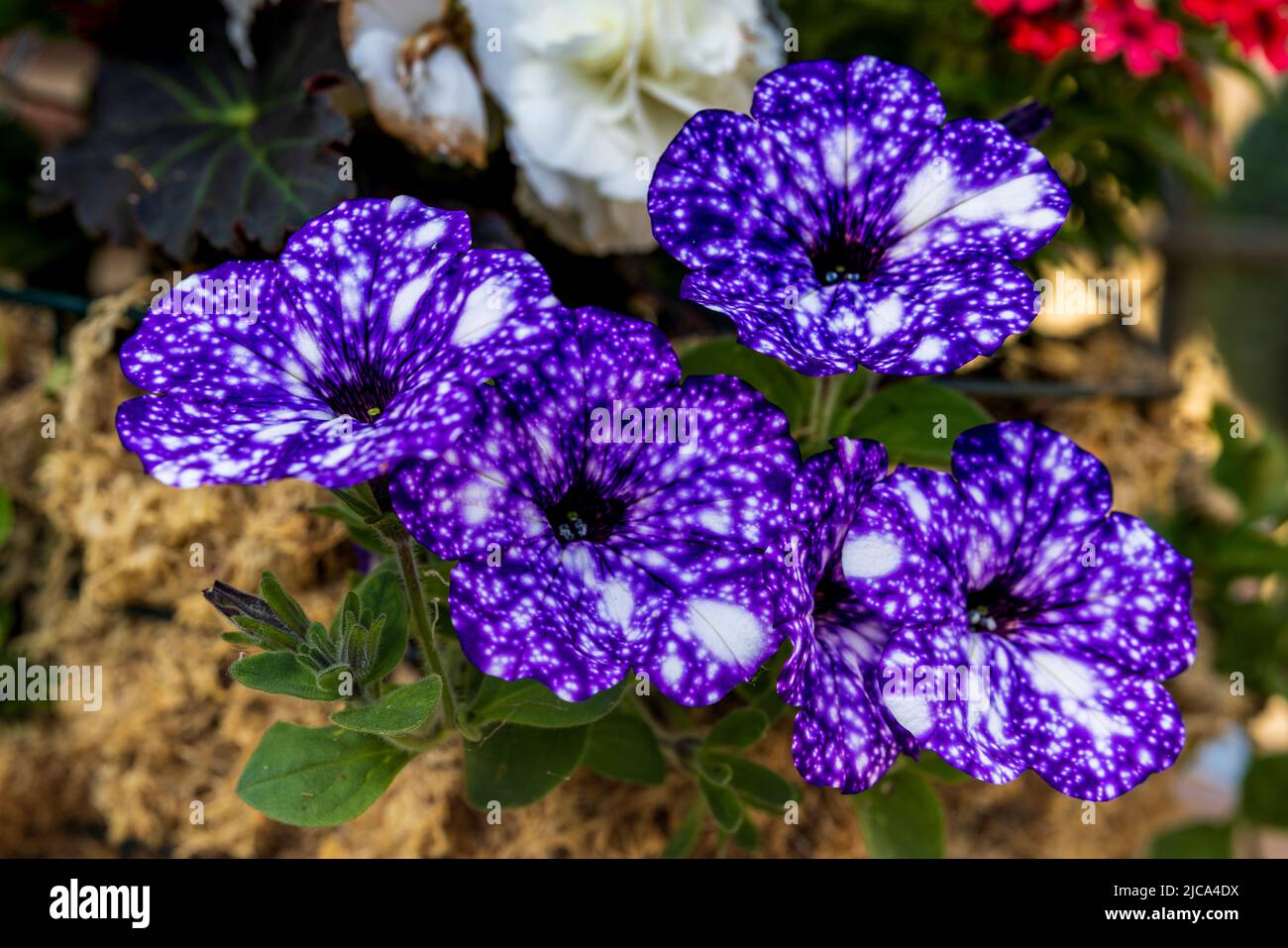 Petunia 'Night Sky' Stock Photo - Alamy