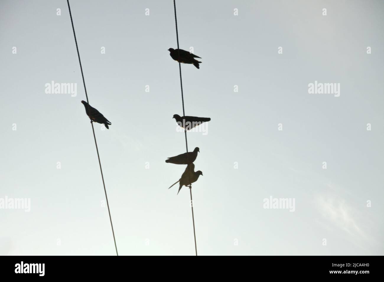 pigeons on power lines in Rio de Janeiro Stock Photo - Alamy