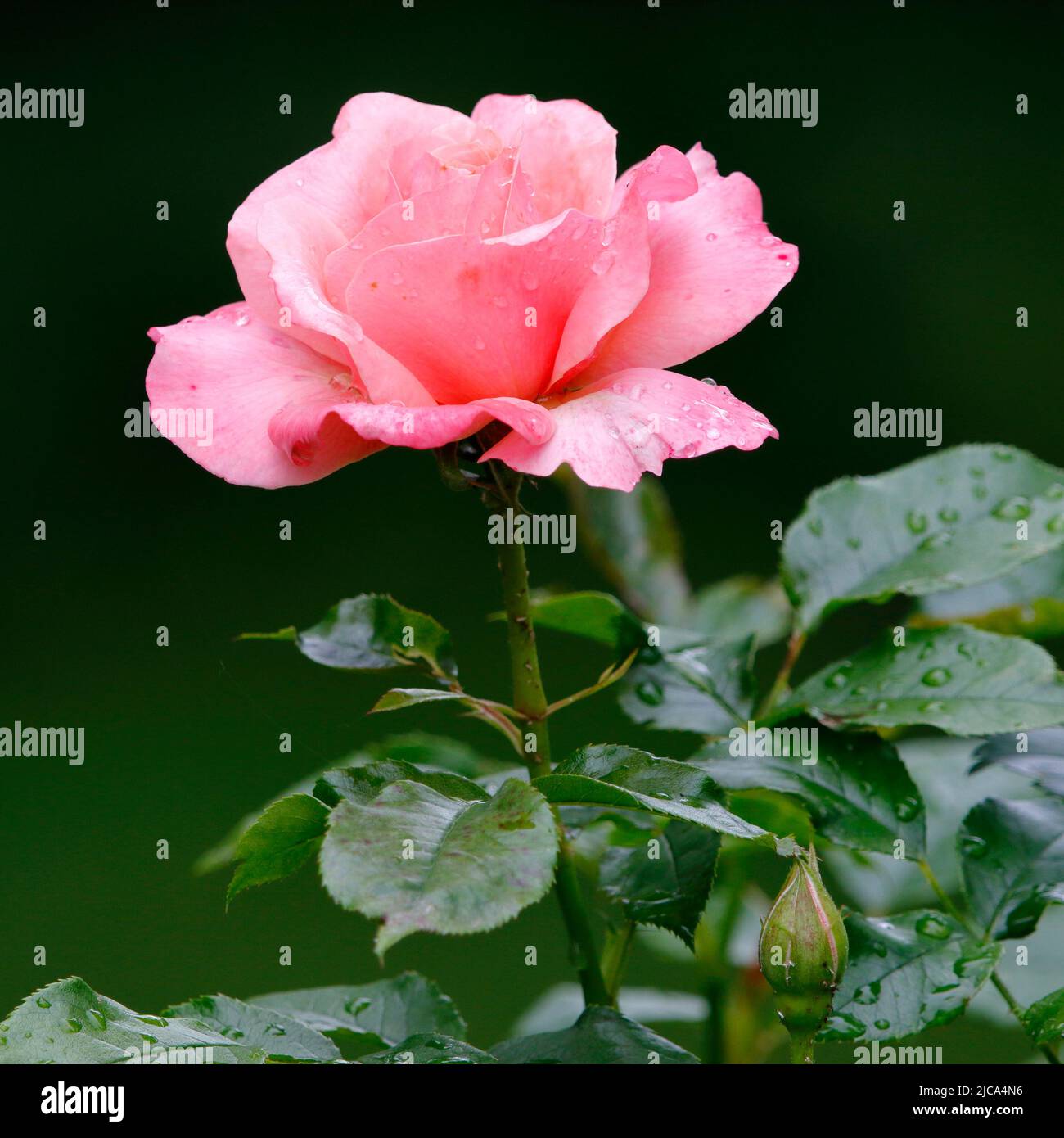 A pretty pink rose blossom isolated on green background Stock Photo - Alamy