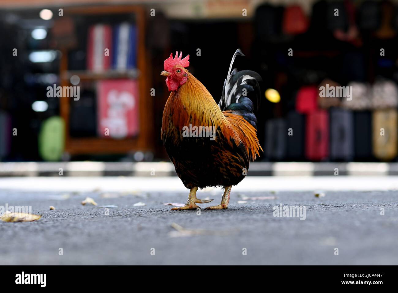 Jakarta, Indonesia. Cockerel rooster wandering the streets for food ...