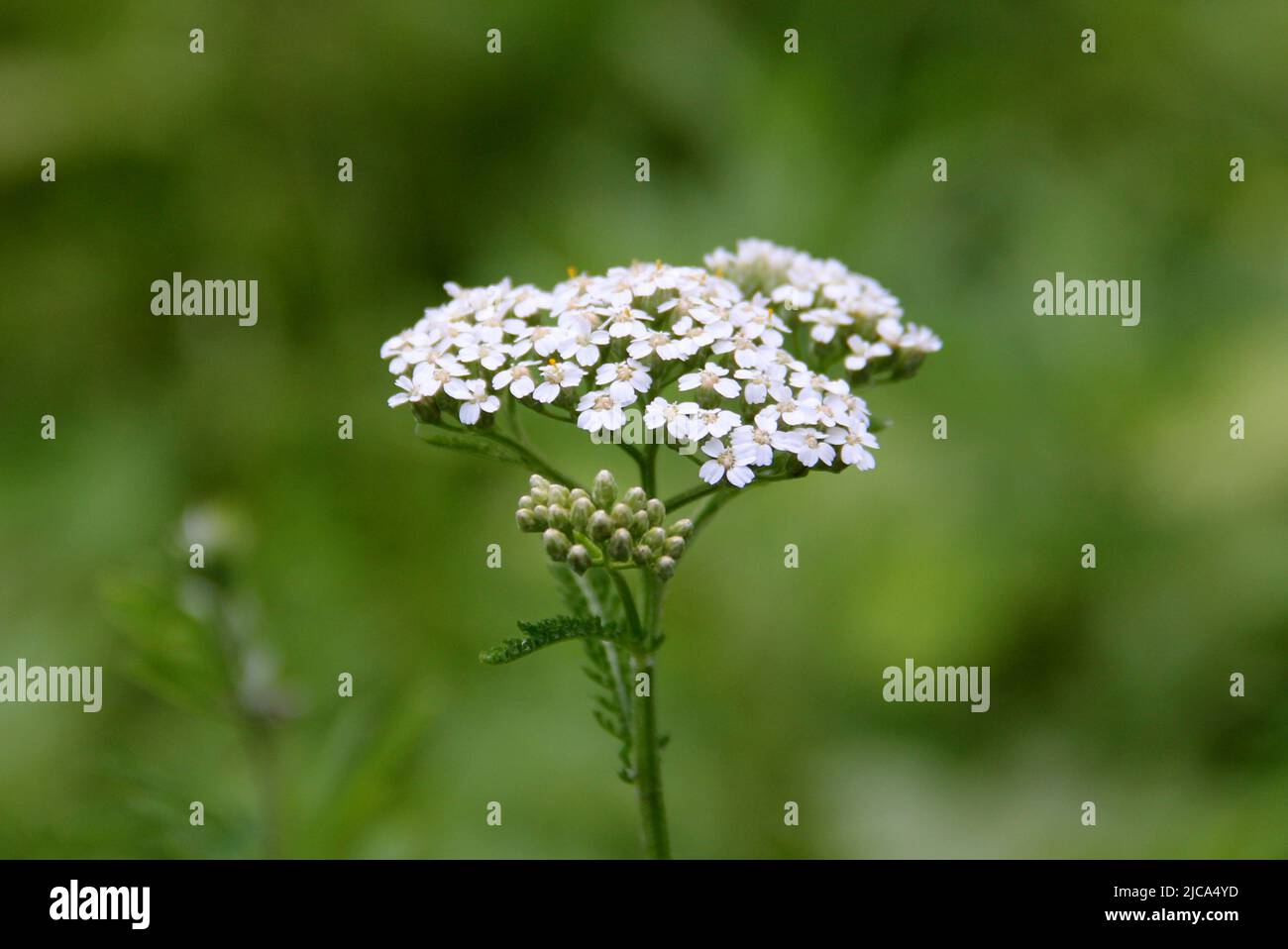 Yarrow, scientific name Achillea millefolium, wild flowers, close-up ...