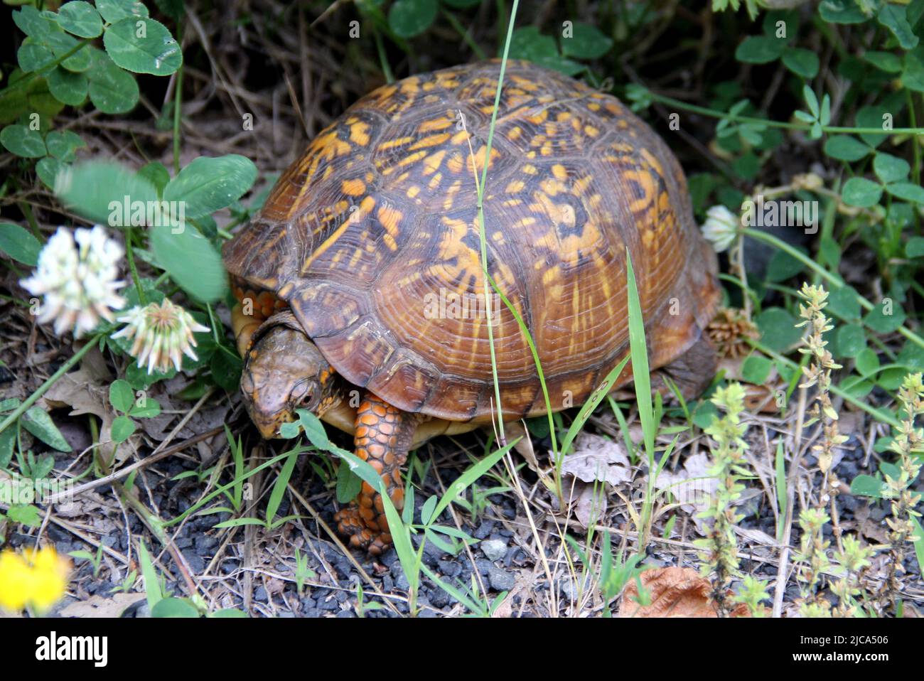 Land Turtle Usa Cart at Rudolph Miller blog