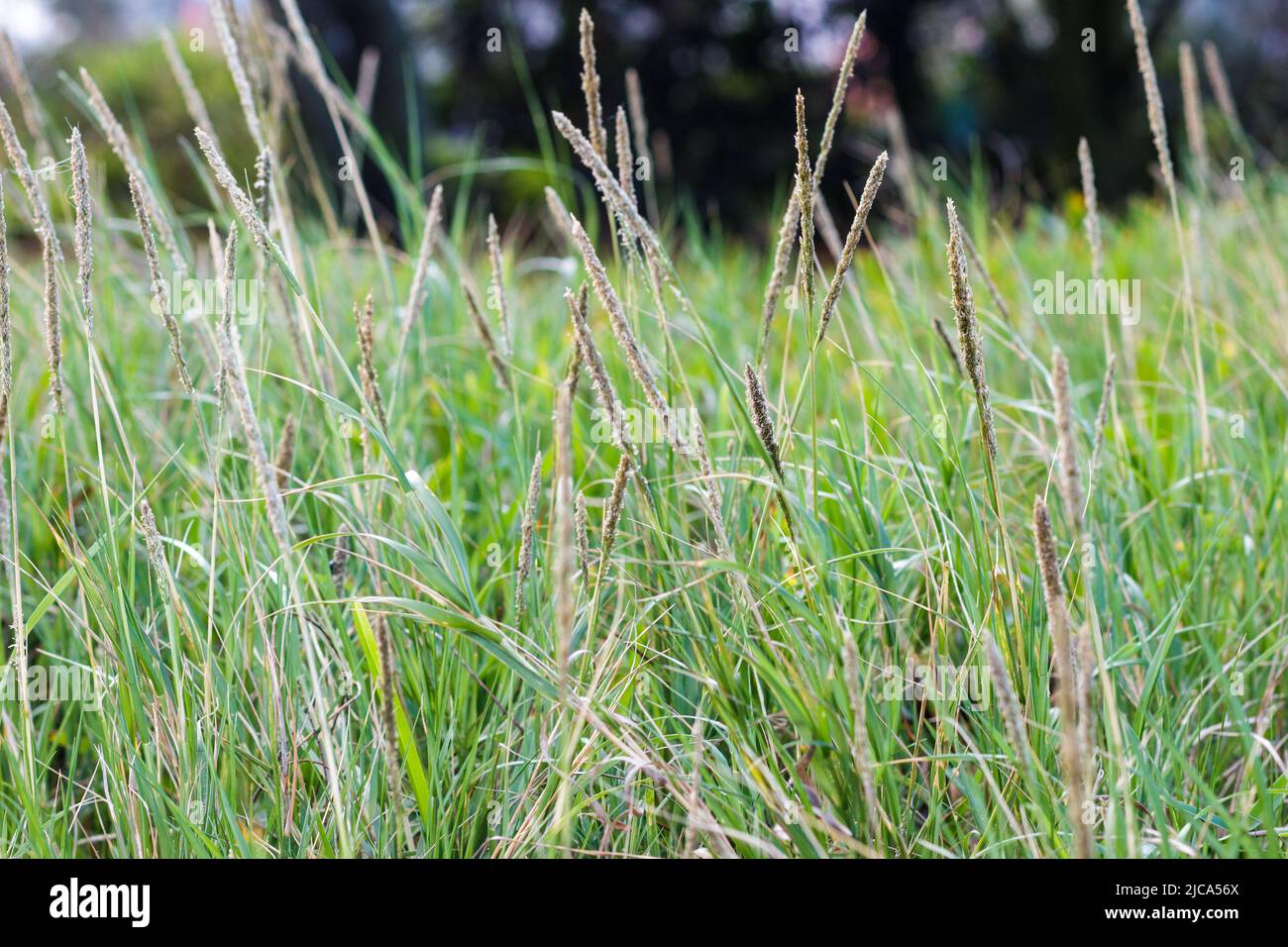 plant of the alopecurus family in a garden in Rio de Janeiro Brazil ...