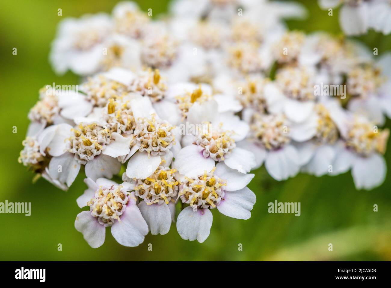 Achillea millefolium, commonly known as yarrow or common yarrow, is a ...