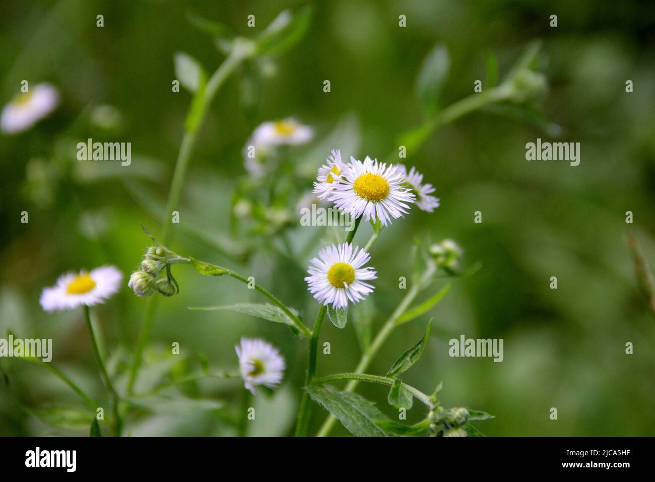 Eastern daisy fleabane, scientific name Erigeron annuus, wild flowers ...