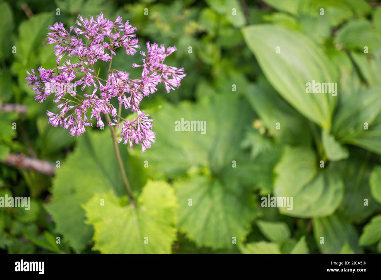 Hedge-leaved adenostyle (Adenostyles alliariae) is herbaceous perennial ...