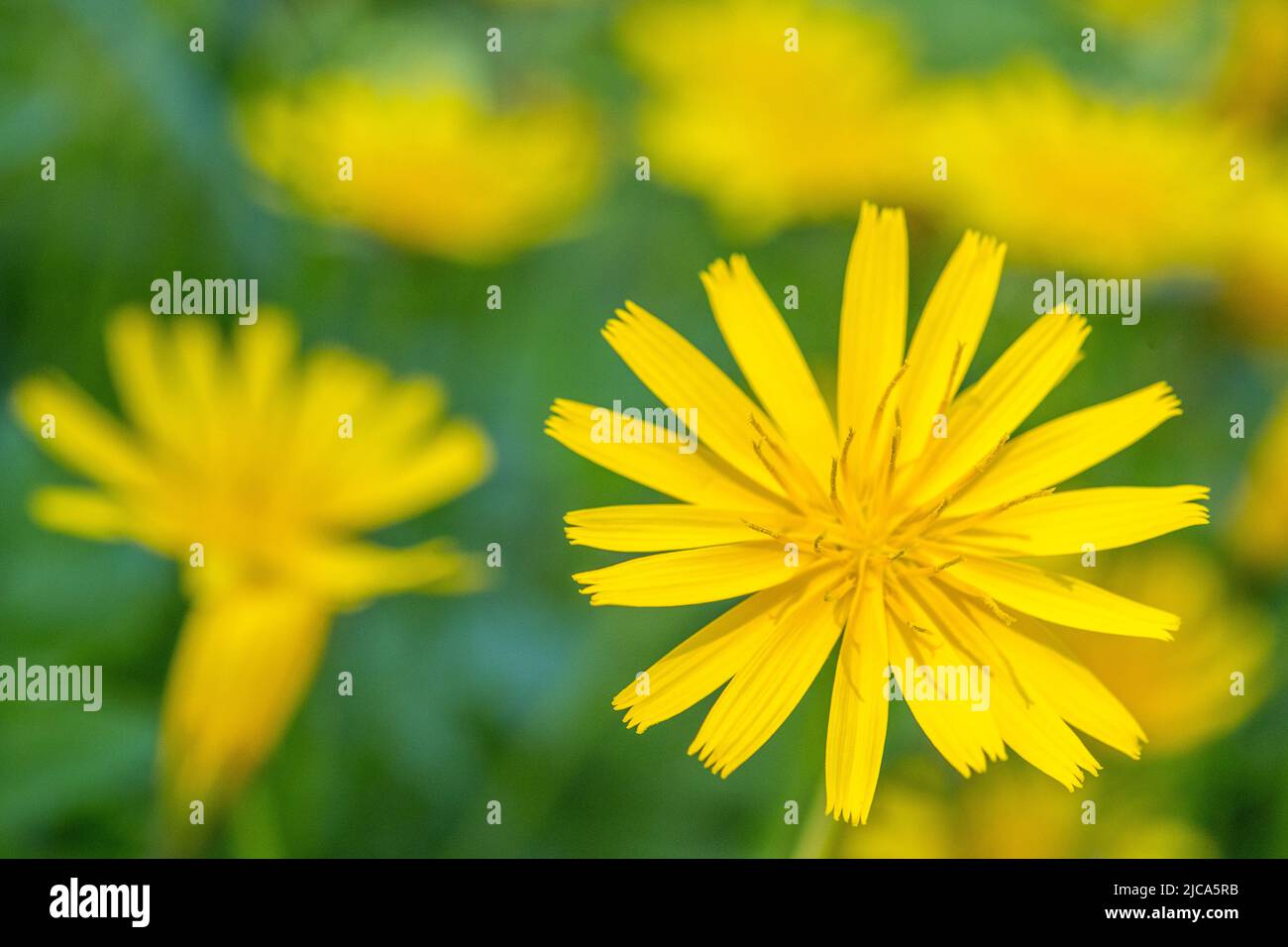 Aposeris foetida is a genus of flowering plants in the family ...