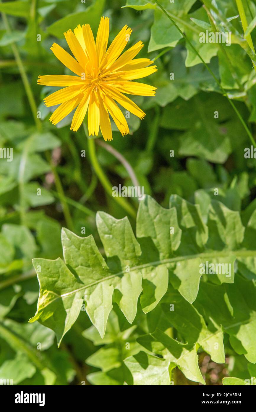 Aposeris foetida is a genus of flowering plants in the family ...