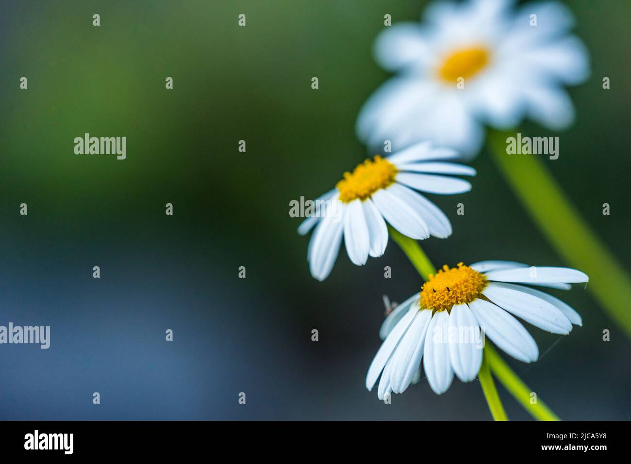 Argyranthemum frutescens, known as Paris daisy, marguerite or ...