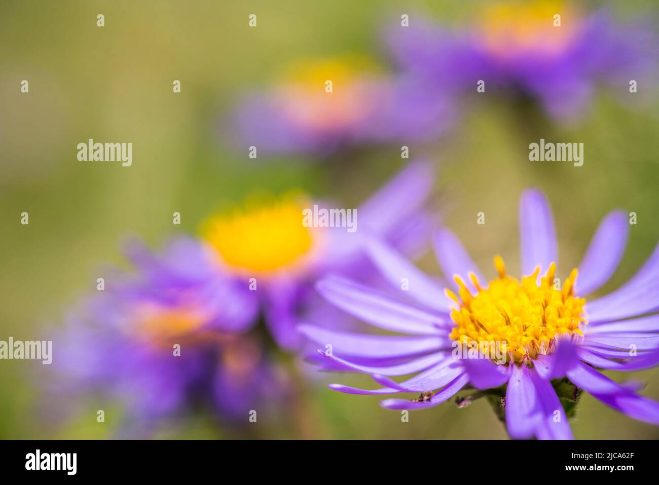 Aster alpinus, the alpine aster or blue alpine daisy, is a species of ...