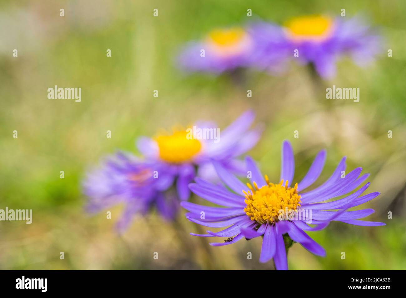 Aster alpinus, the alpine aster or blue alpine daisy, is a species of ...