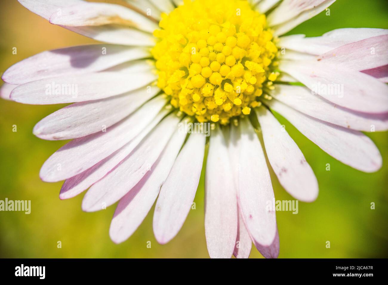 Bellis perennis, the daisy, is a European species of the family ...